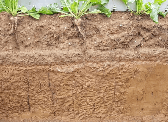 Comment déterminer facilement la nature de mon sol et comment l'arroser ...